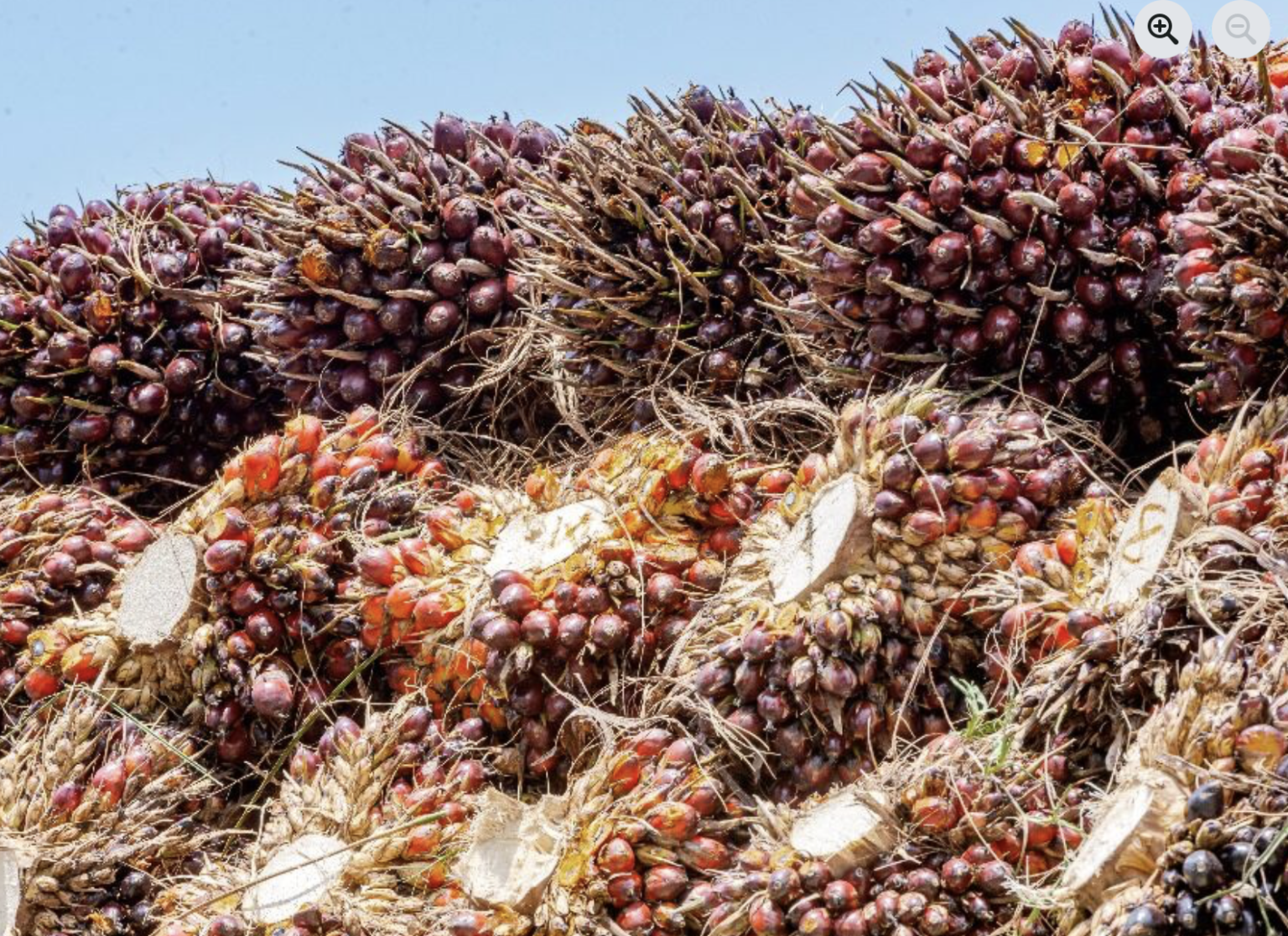 MPOC Seeks EC Clarification on Malaysia's 'Standard Risk' Status - MCI ...