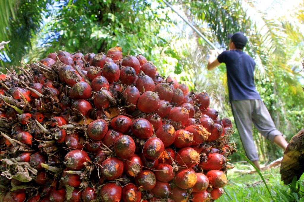 Harga MSM Dijangka Kekal Sekitar RM4,400 Setan Pada Jun 2026 - MPOC ...