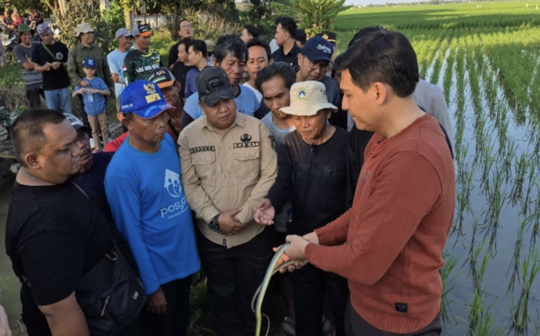 10,000 Snakes to Be Released to Protect Indonesia’s West Java Rice ...