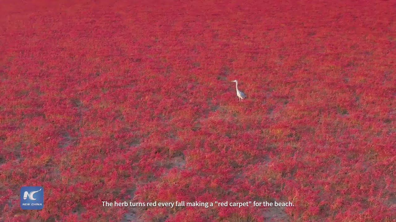 Herons on the red beach create spectacular scene - MCI Group