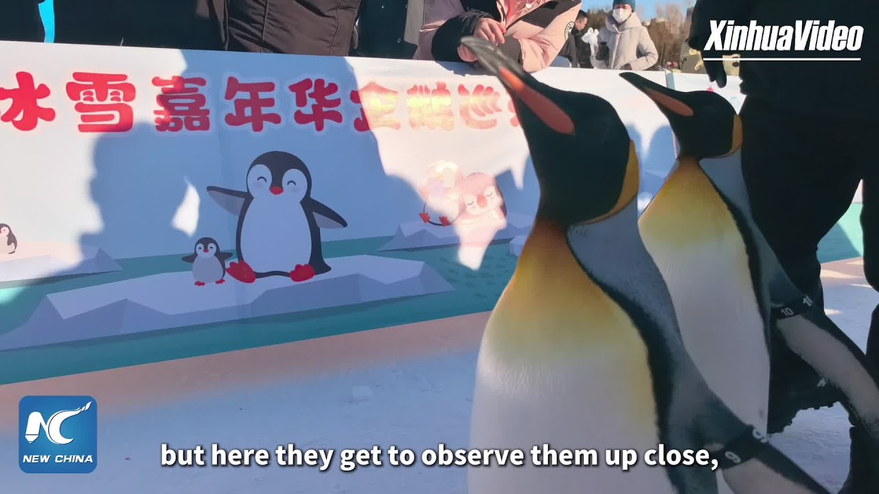 Beijing's historic park transforms into a winter wonderland, drawing ...