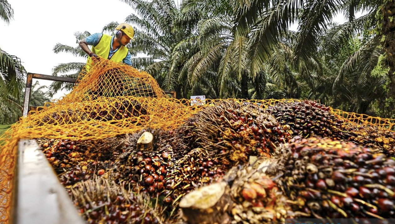 Investment Banks Expect 2026 CPO Prices Between RM4,250-RM4,350 Amid ...
