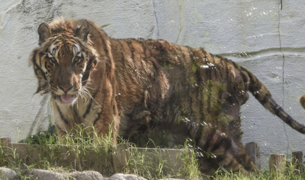 Japan's Oldest Endangered Amur Tiger Dies at 20 at Fukuoka Zoo - MCI Group